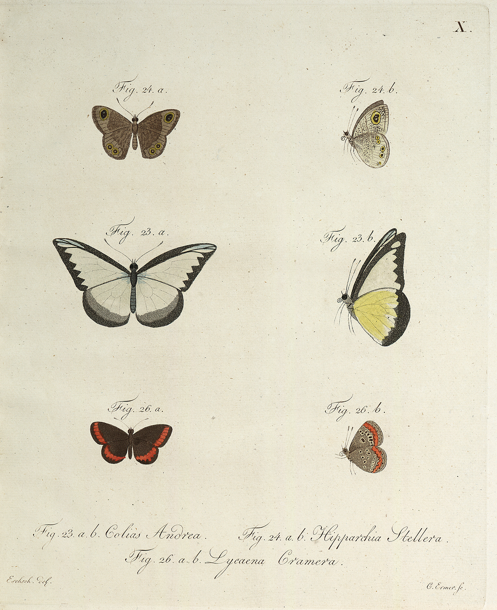 ARCHIVES WPL CL Papilionoidea